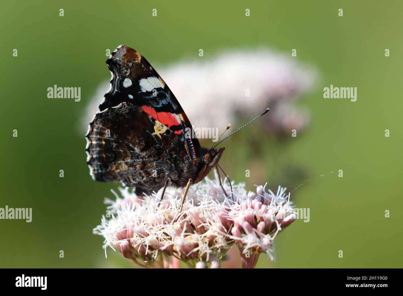 Colorful Butterfly in action Stock Photo - Alamy