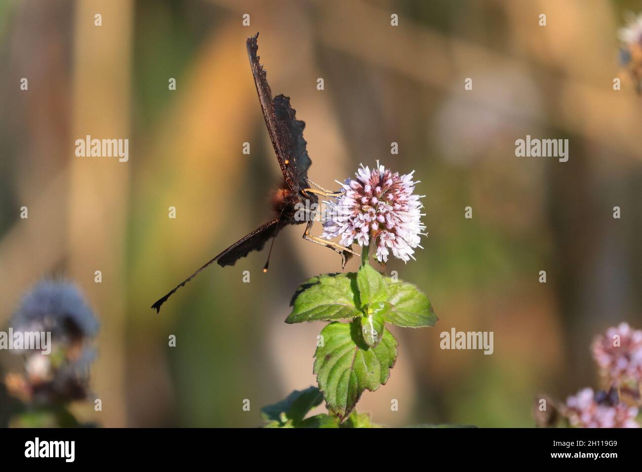 Colorful Butterfly in action Stock Photo - Alamy