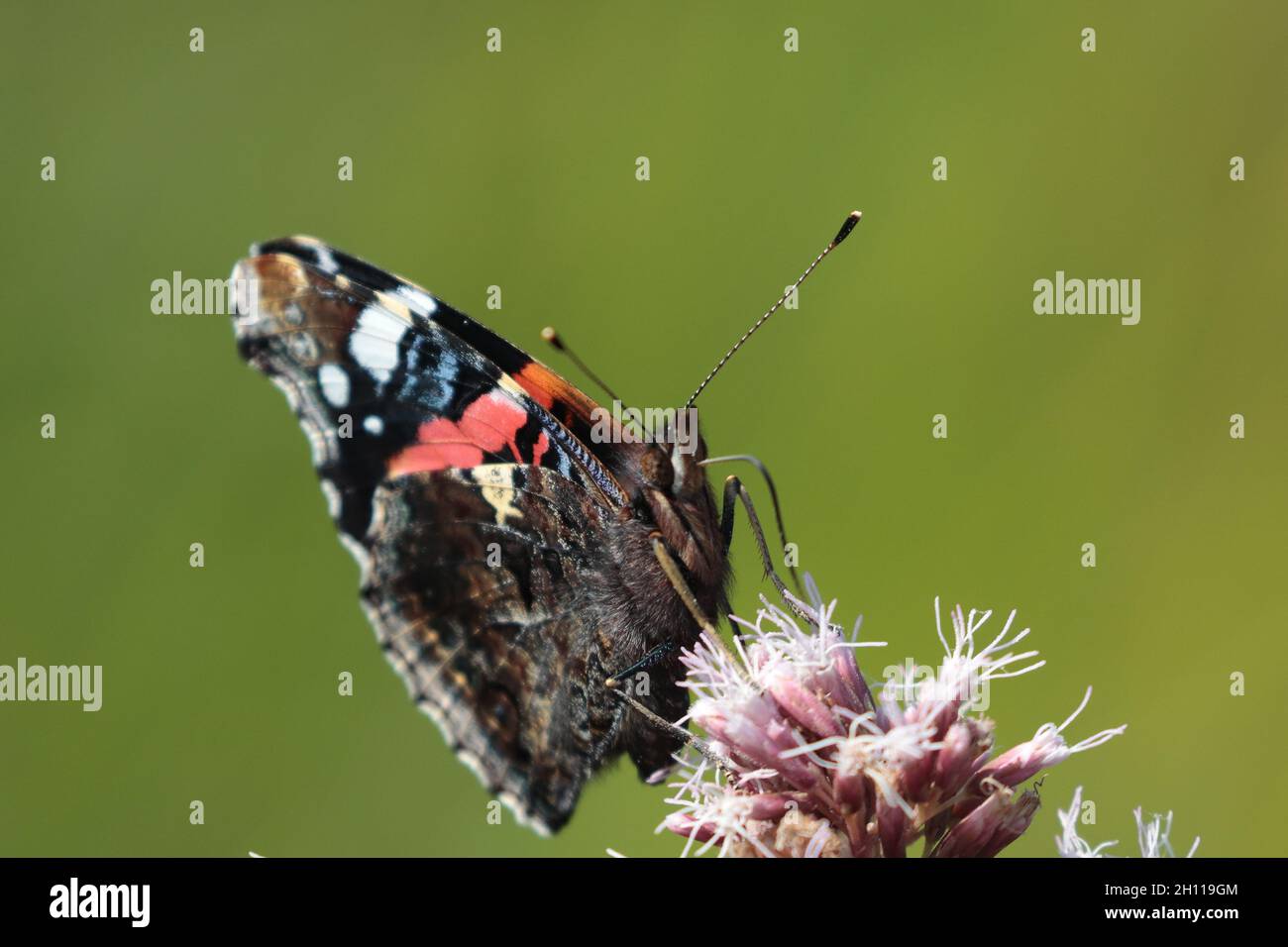 Colorful Butterfly in action Stock Photo - Alamy