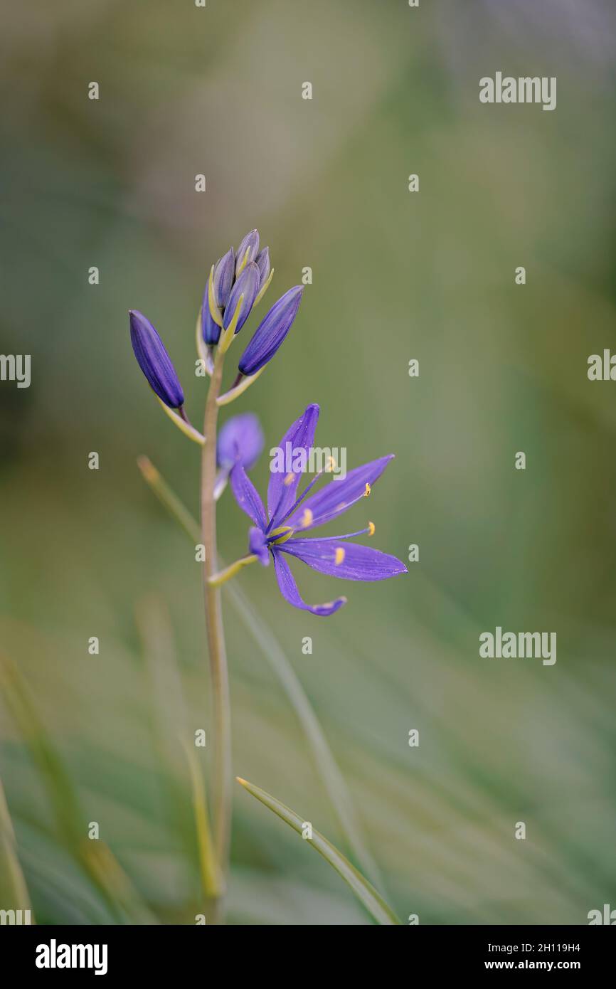 Selective shot of common camas flower Stock Photo - Alamy