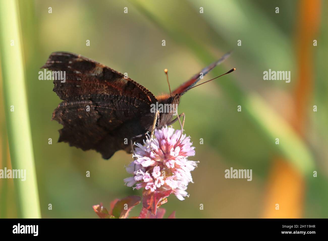 Colorful Butterfly in action Stock Photo - Alamy