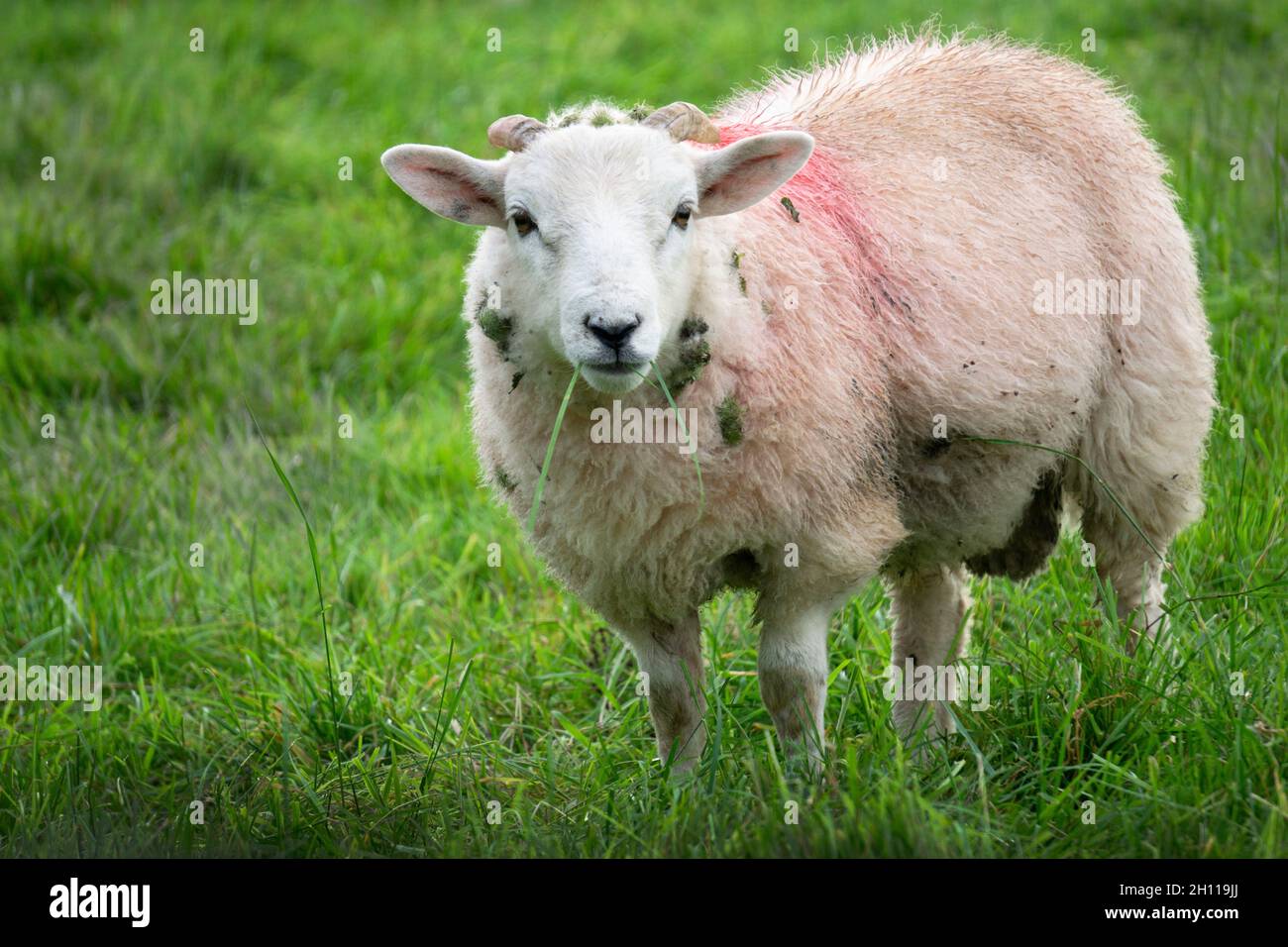 A furry white sheep with a red marking eating grass in rural Ireland ...