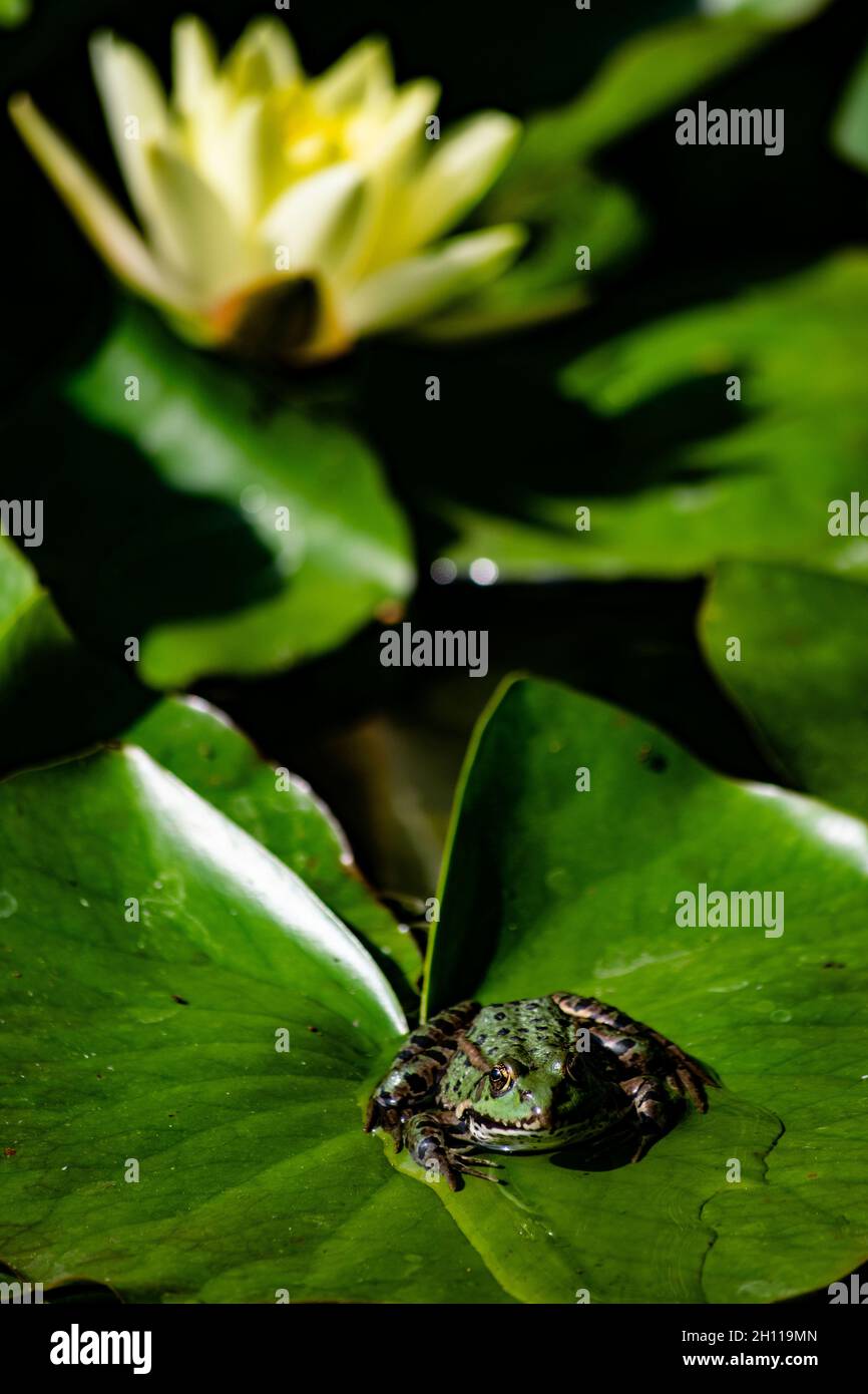 Vertical shot of a frog on a lily leaf Stock Photo - Alamy