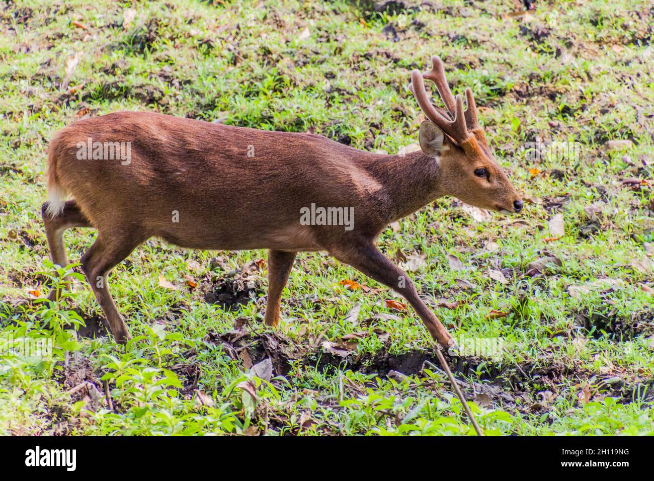 Deer in Kaziranga National Park, Assam state, India Stock Photo - Alamy
