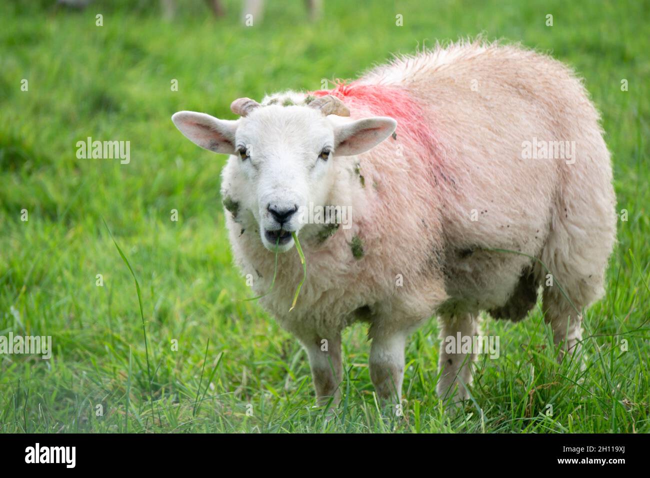 A furry white sheep with a red marking eating grass in rural Ireland ...
