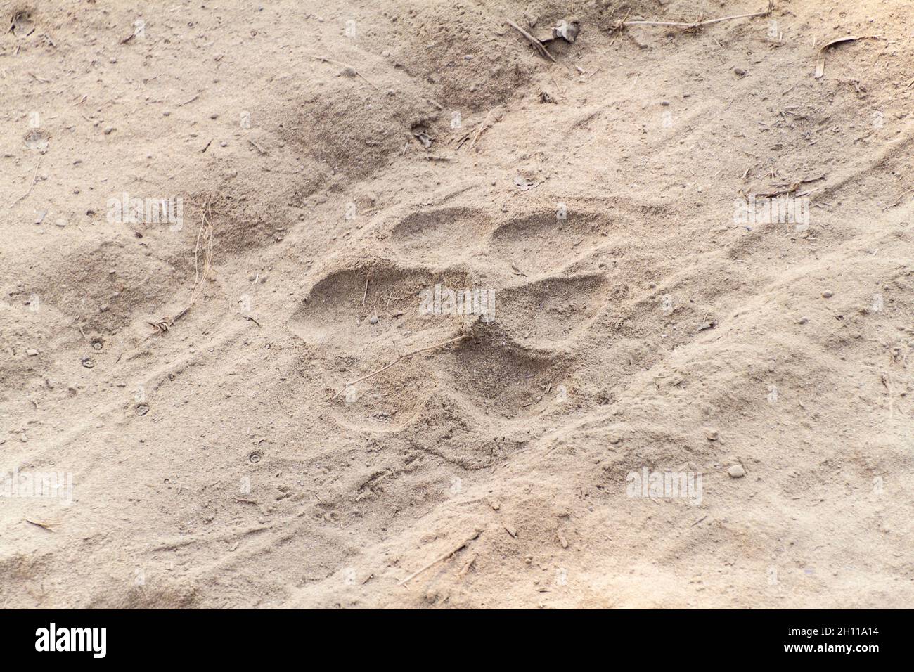 Tiger footprints in Kaziranga National Park, India Stock Photo - Alamy