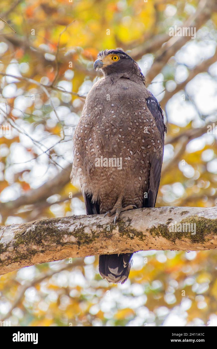 Crested serpent eagle Spilornis cheela in Kaziranga National Park, Assam state, India Stock ...