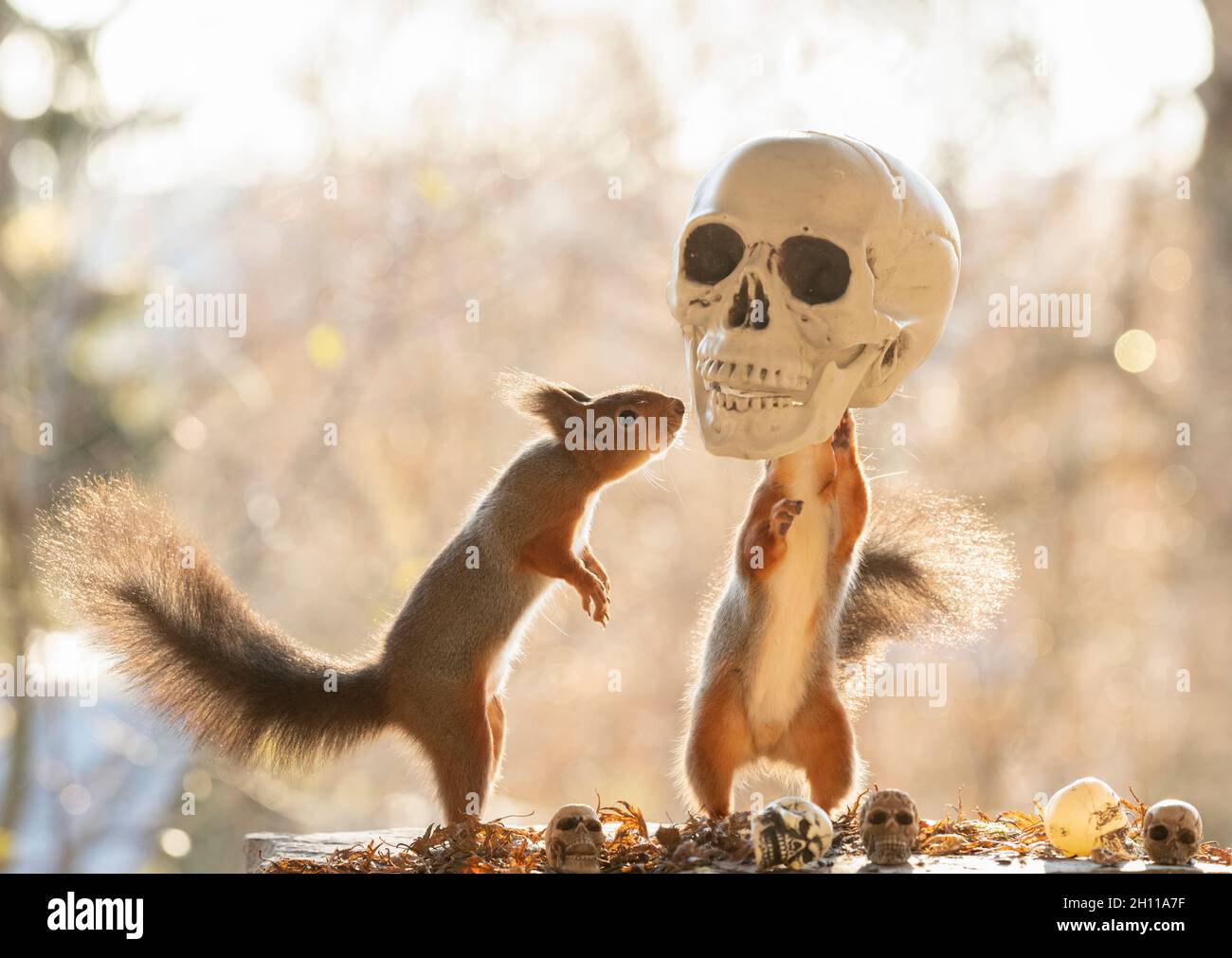 Red squirrel skeleton hi-res stock photography and images - Alamy