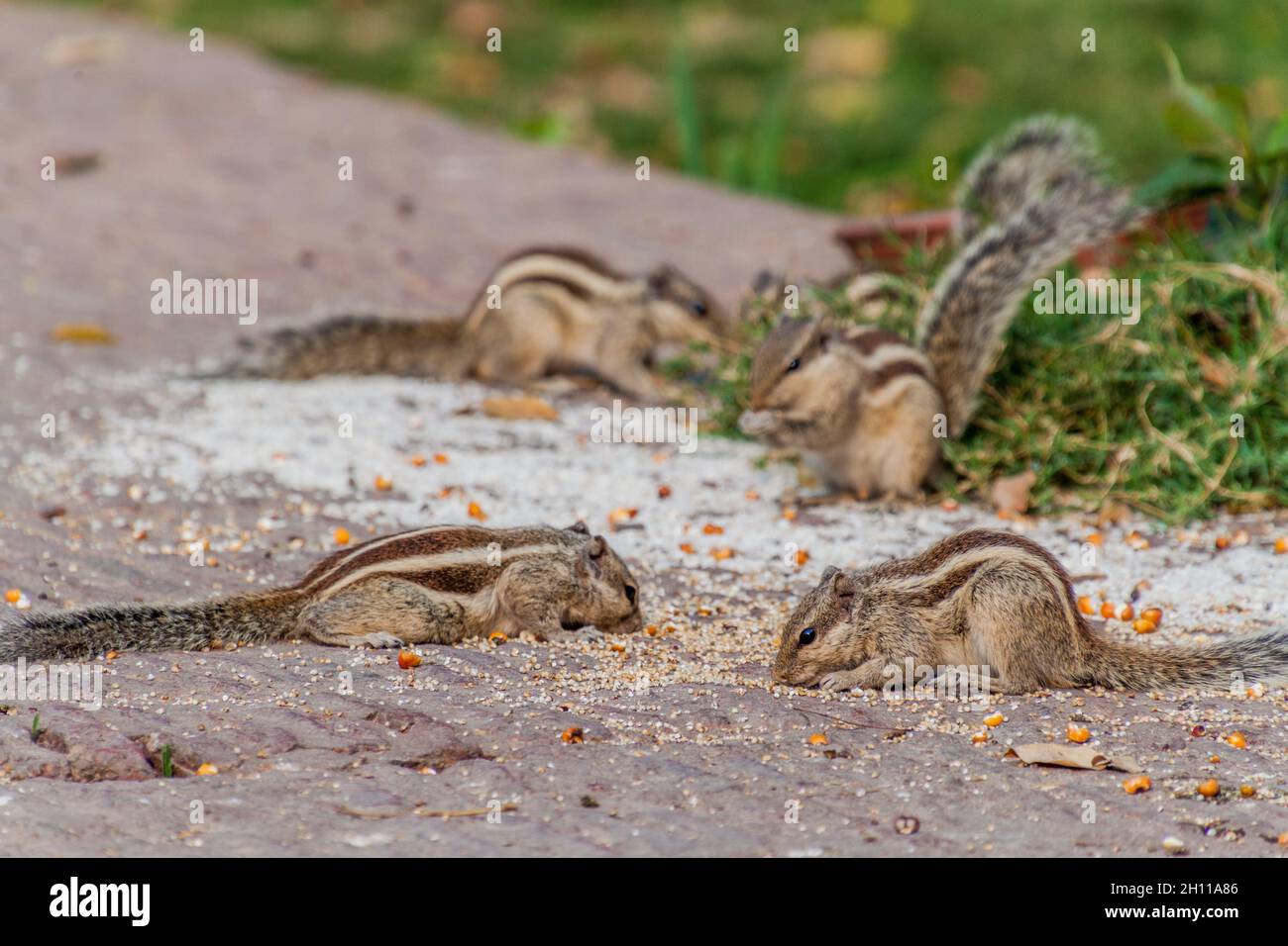 Chipmunks at the Residency Complex in Lucknow, Uttar Pradesh state ...