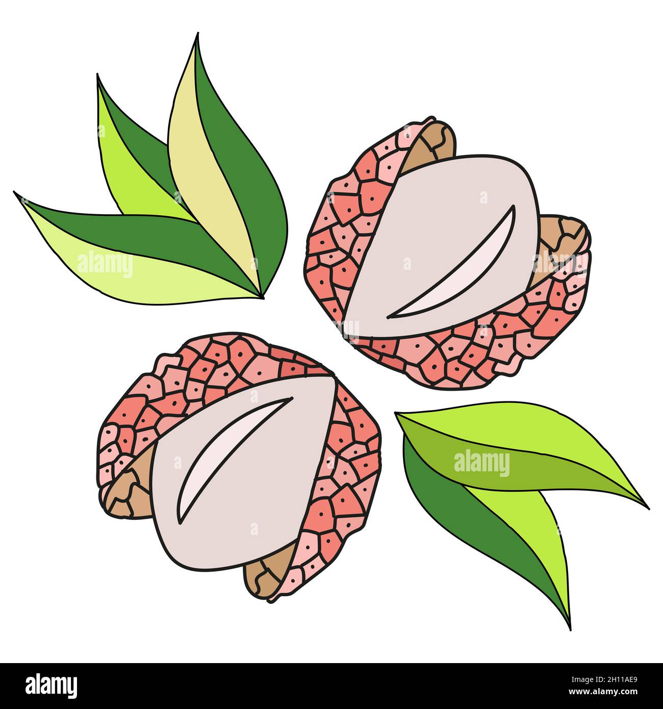Vector illustration of lychee with leaves in doodle style Stock Vector ...