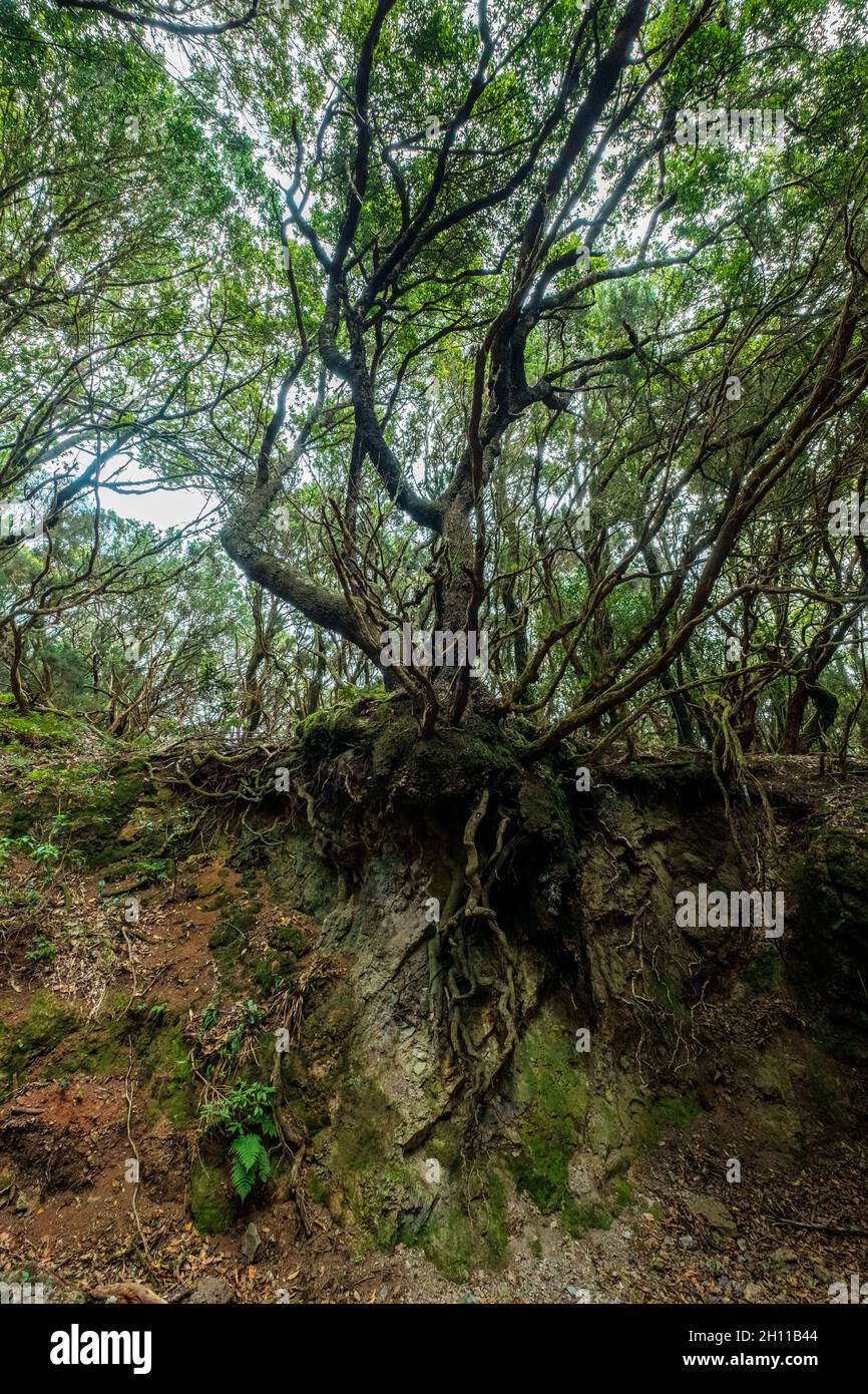 old tree roots, cross-section of forest landscape Stock Photo - Alamy