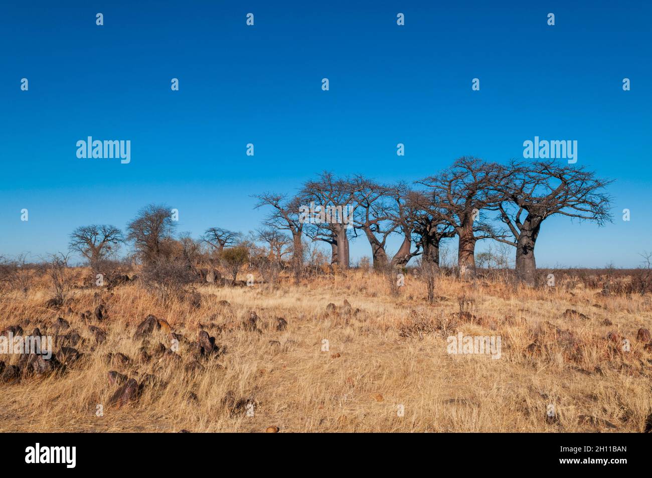 Baobab trees, Adansonia species, in a vast grassland. Savuti, Chobe ...