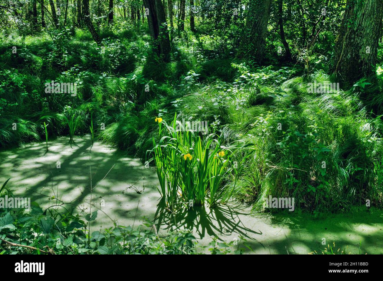 Yellow flowers in beautiful green forest during summer Stock Photo - Alamy