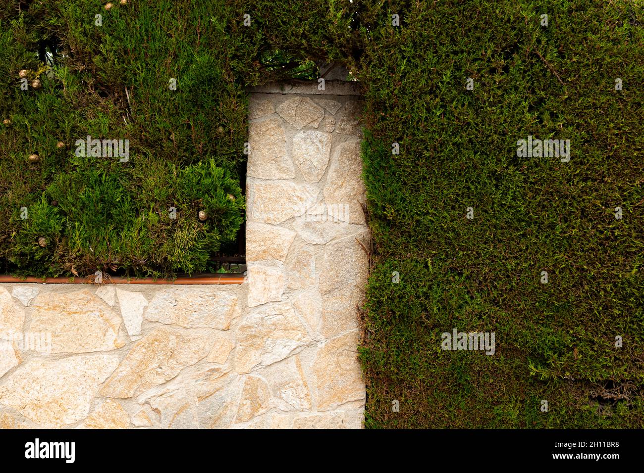 Background of sand colored stone and green cypresses wall texture ...