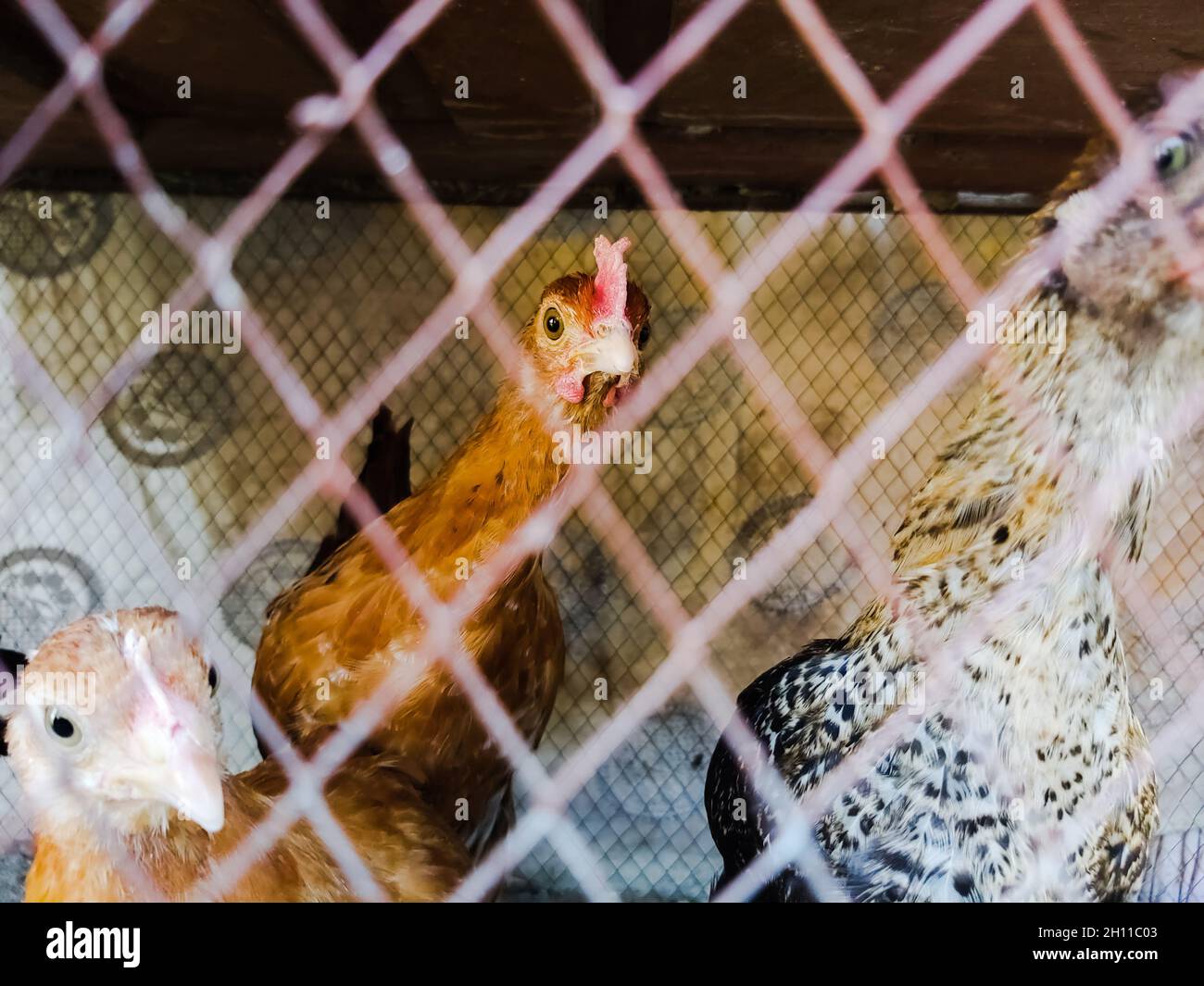 Closeup shot of chicken inside a cage Stock Photo - Alamy