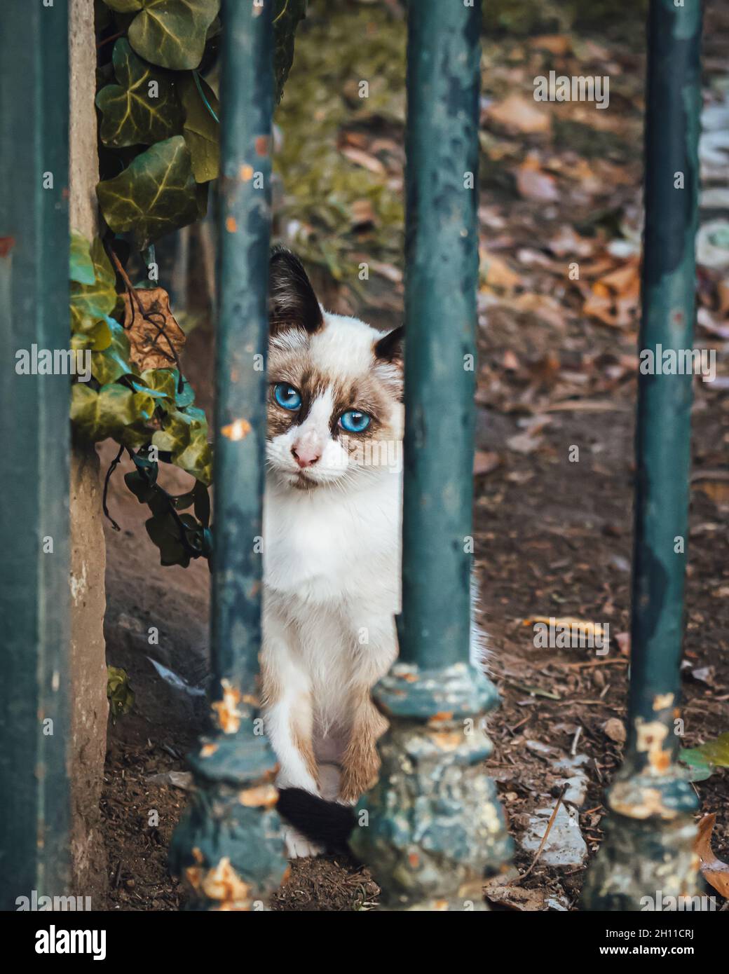Selective of a cute kitten behind the railings in a park Stock Photo ...