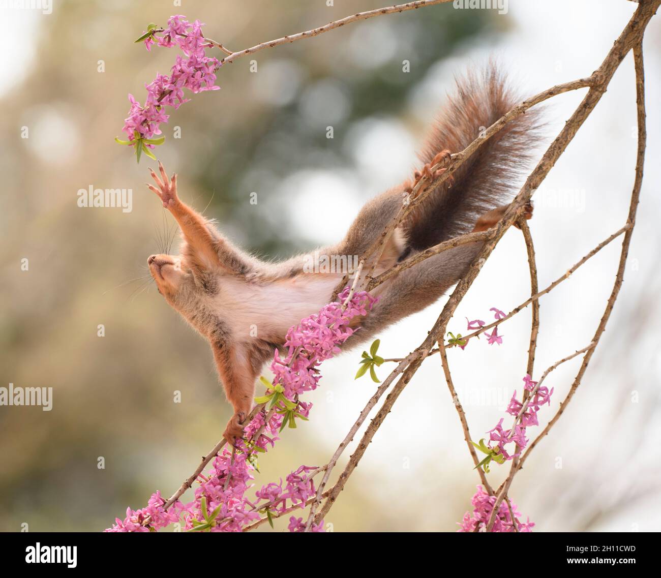 red squirrel is reaching between mezereon flowers Stock Photo - Alamy