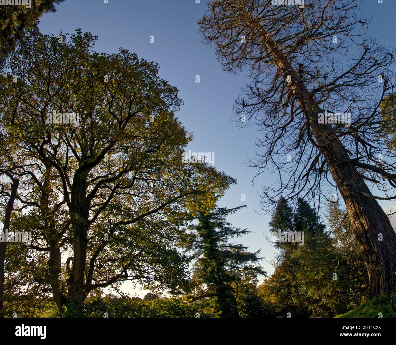 Dog suicide bridge overtoun hi-res stock photography and images - Alamy