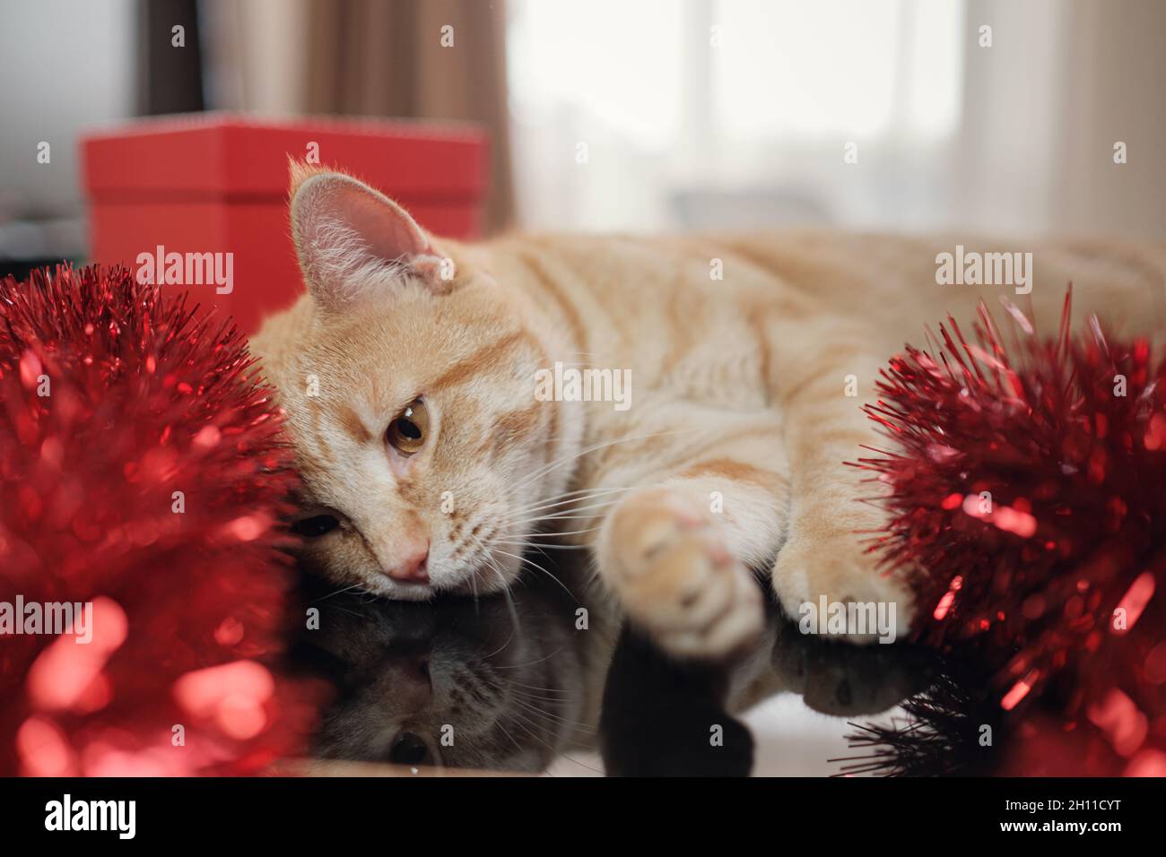 Happy ginger tabby cat with red gift boxes lying on black table. Cozy ...