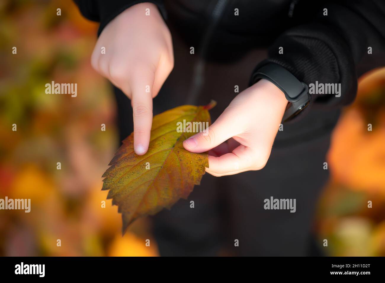 the boy has an autumn leaf in his hands, on which he points with his ...