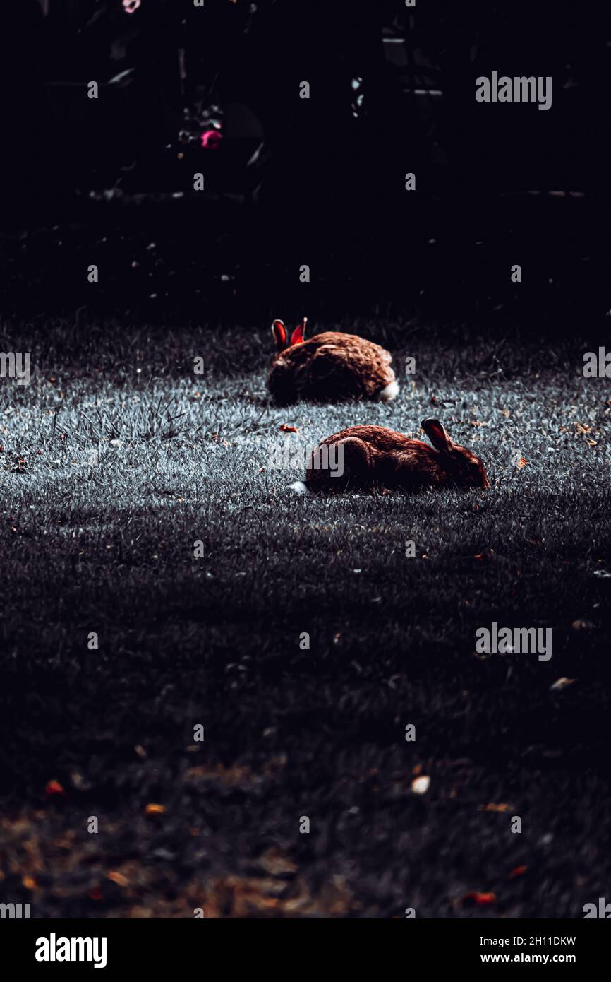 Vertical shot of two gray rabbits lying in the garden at night Stock ...
