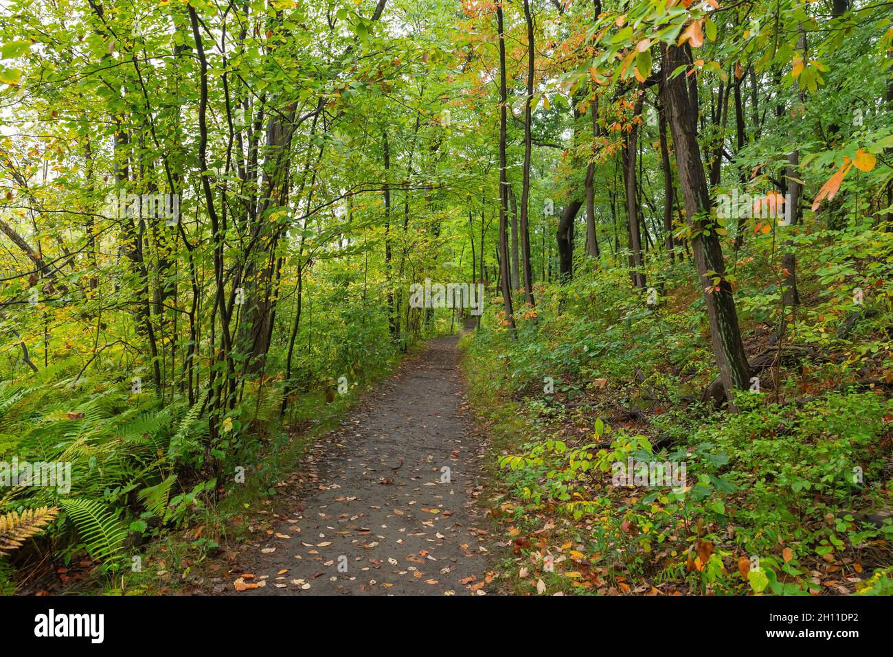 Autumn landscape along the Cowles Bog Trail on a rainy morning. Indiana ...