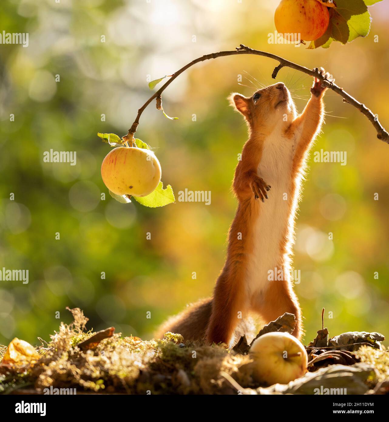 red squirrel is holding an branch reaching a apple Stock Photo - Alamy