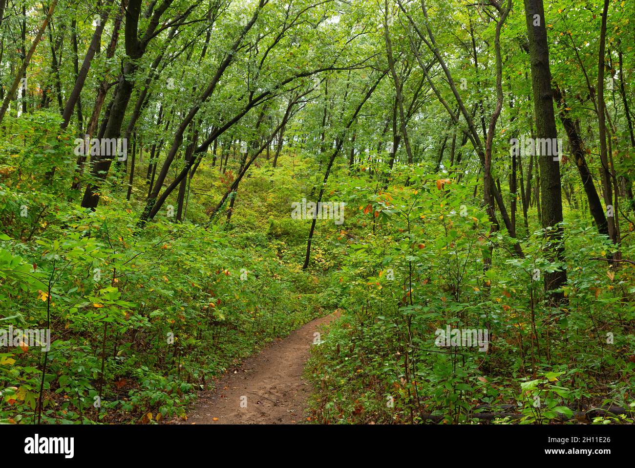 Autumn landscape along the Cowles Bog Trail on a rainy morning. Indiana ...
