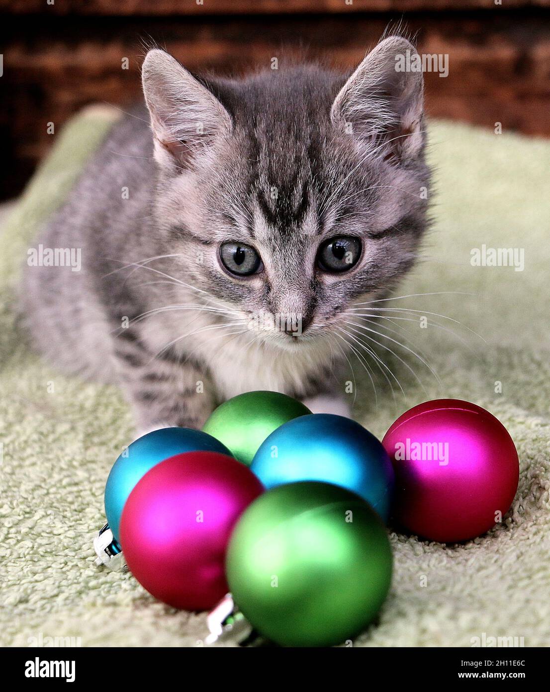Lovely gray kitten playing with colorful balls Stock Photo - Alamy