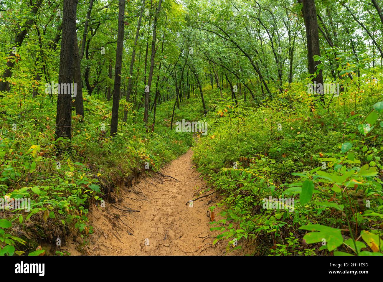 Indiana dunes forest trail hi-res stock photography and images - Alamy