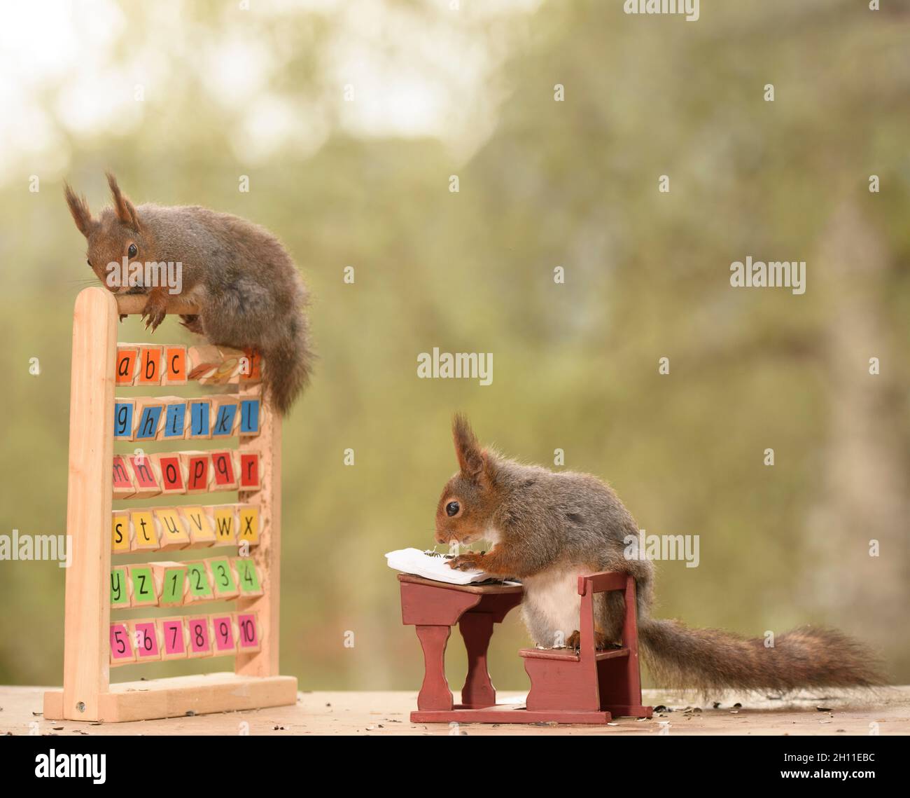 red squirrels are reading in an school class outside Stock Photo - Alamy