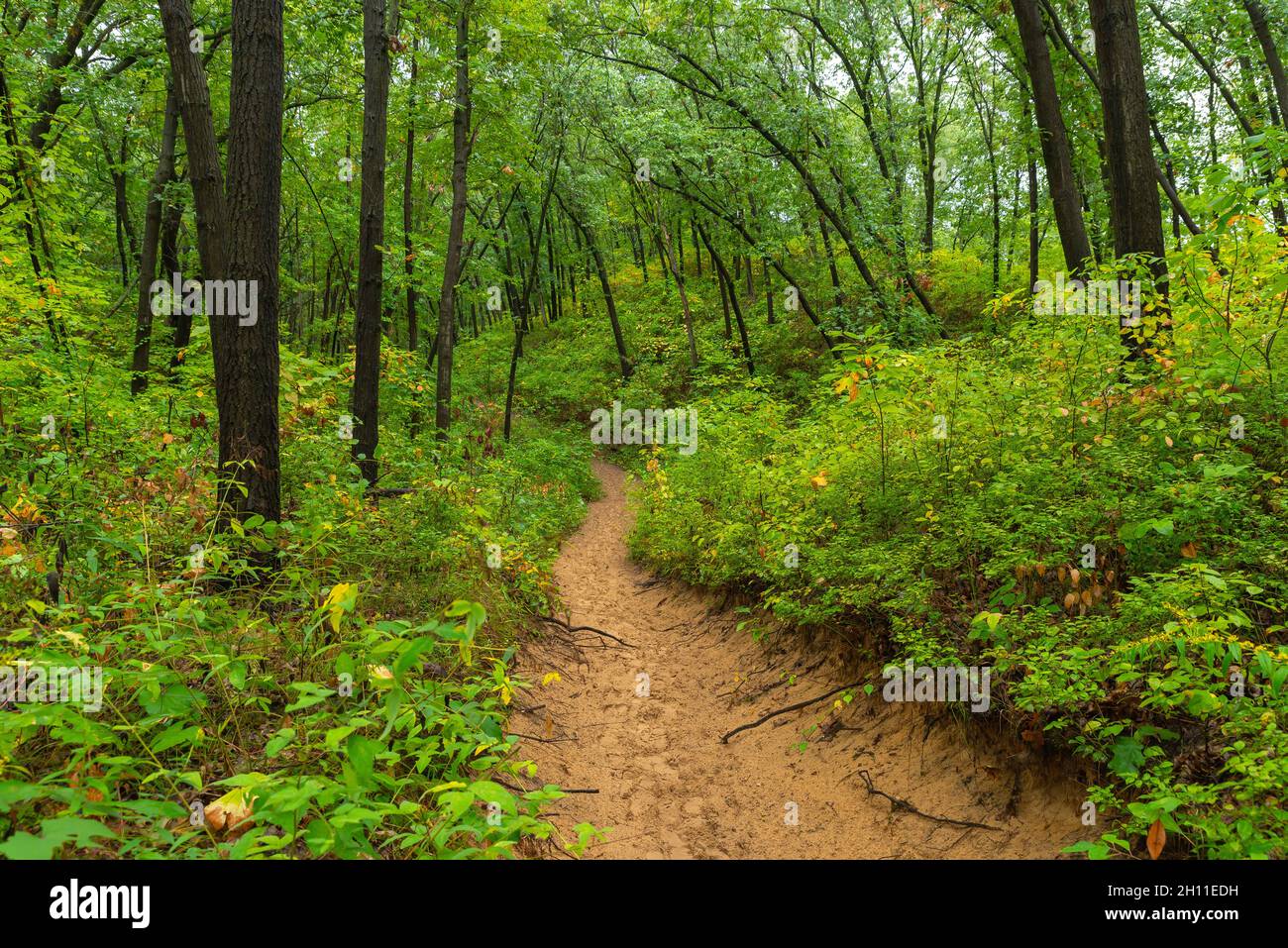 Autumn landscape along the Cowles Bog Trail on a rainy morning. Indiana ...