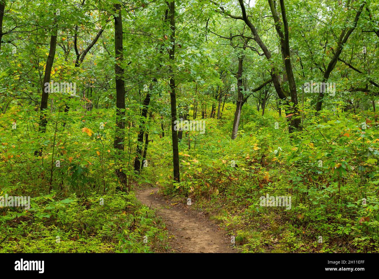 Autumn landscape along the Cowles Bog Trail on a rainy morning. Indiana ...