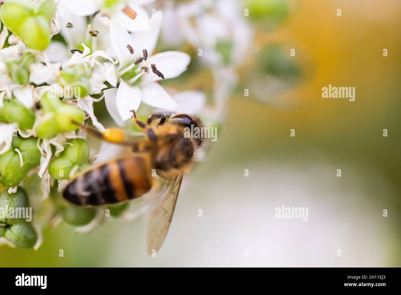 Selective focus shot of a nectar collecting bee Stock Photo - Alamy