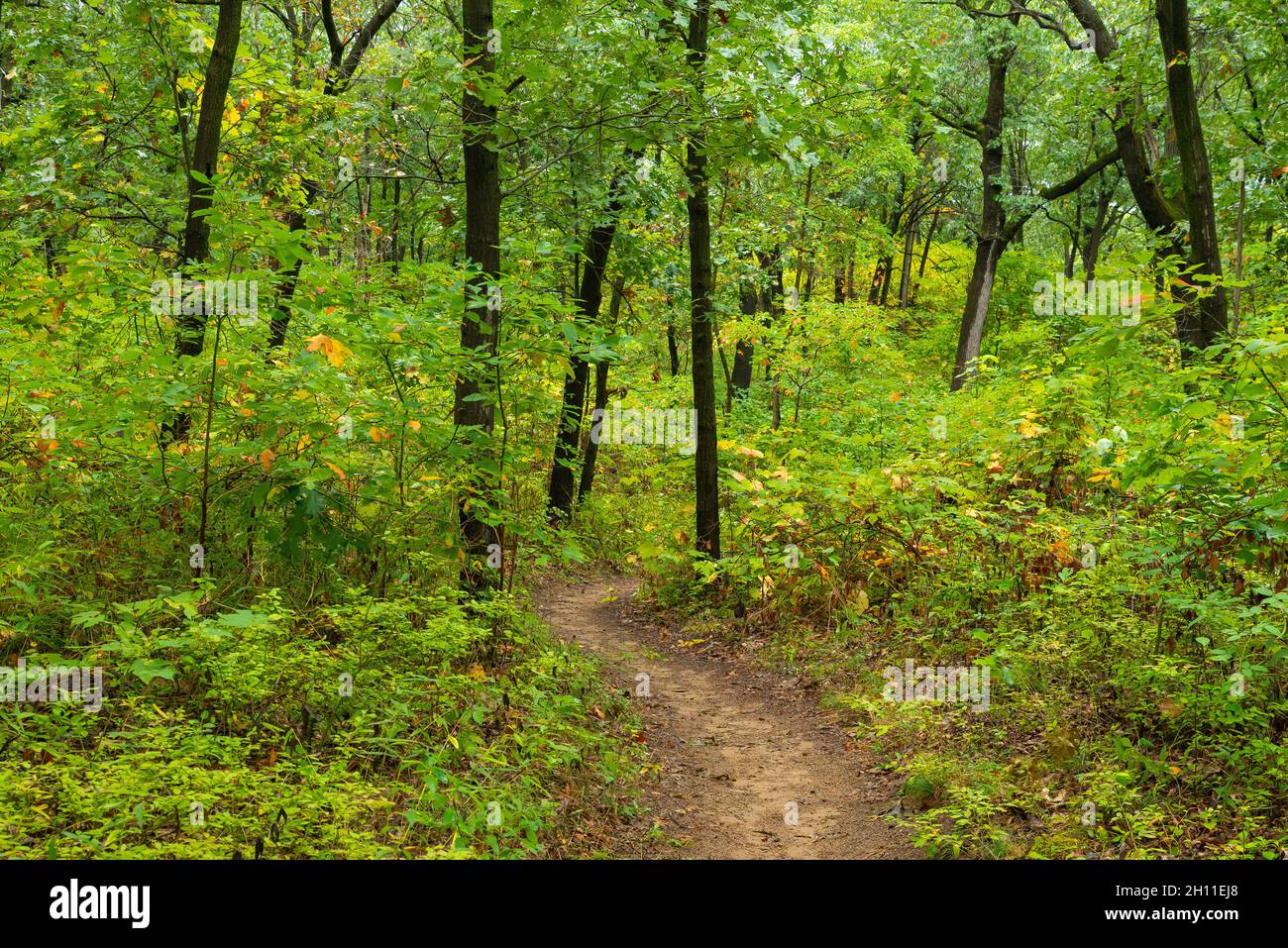 Autumn landscape along the Cowles Bog Trail on a rainy morning. Indiana ...