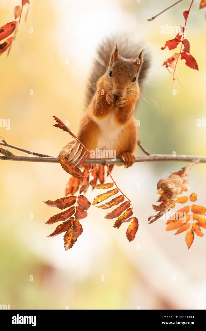 red squirrel looking at viewer from an branch with leaves Stock Photo ...