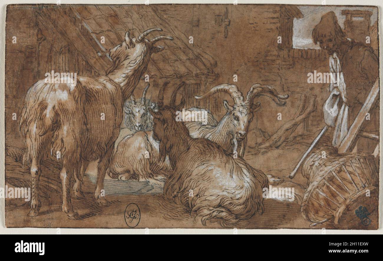 White goats in a pen hi-res stock photography and images - Alamy