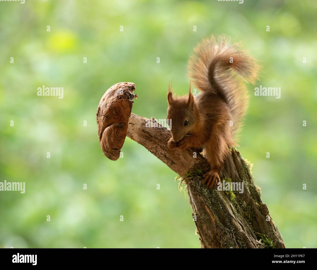 Red squirrel standing on mushroom hi-res stock photography and images ...