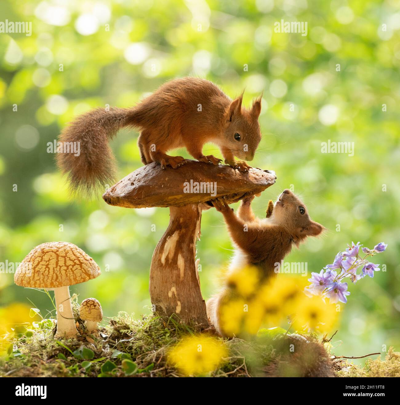 Red squirrels with mushroom hi-res stock photography and images - Alamy