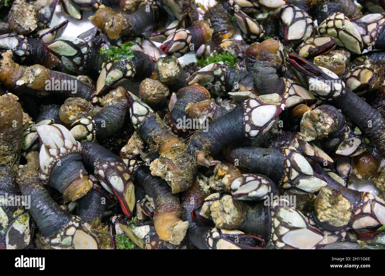 Goose barnacles are crustaceans that lived attached of hard surfaces of ...