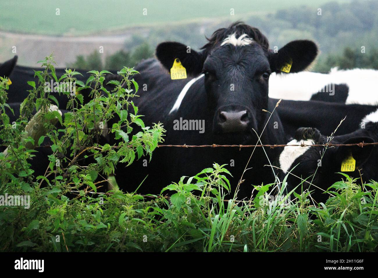The many multi-colored cows of rural Ireland Stock Photo - Alamy