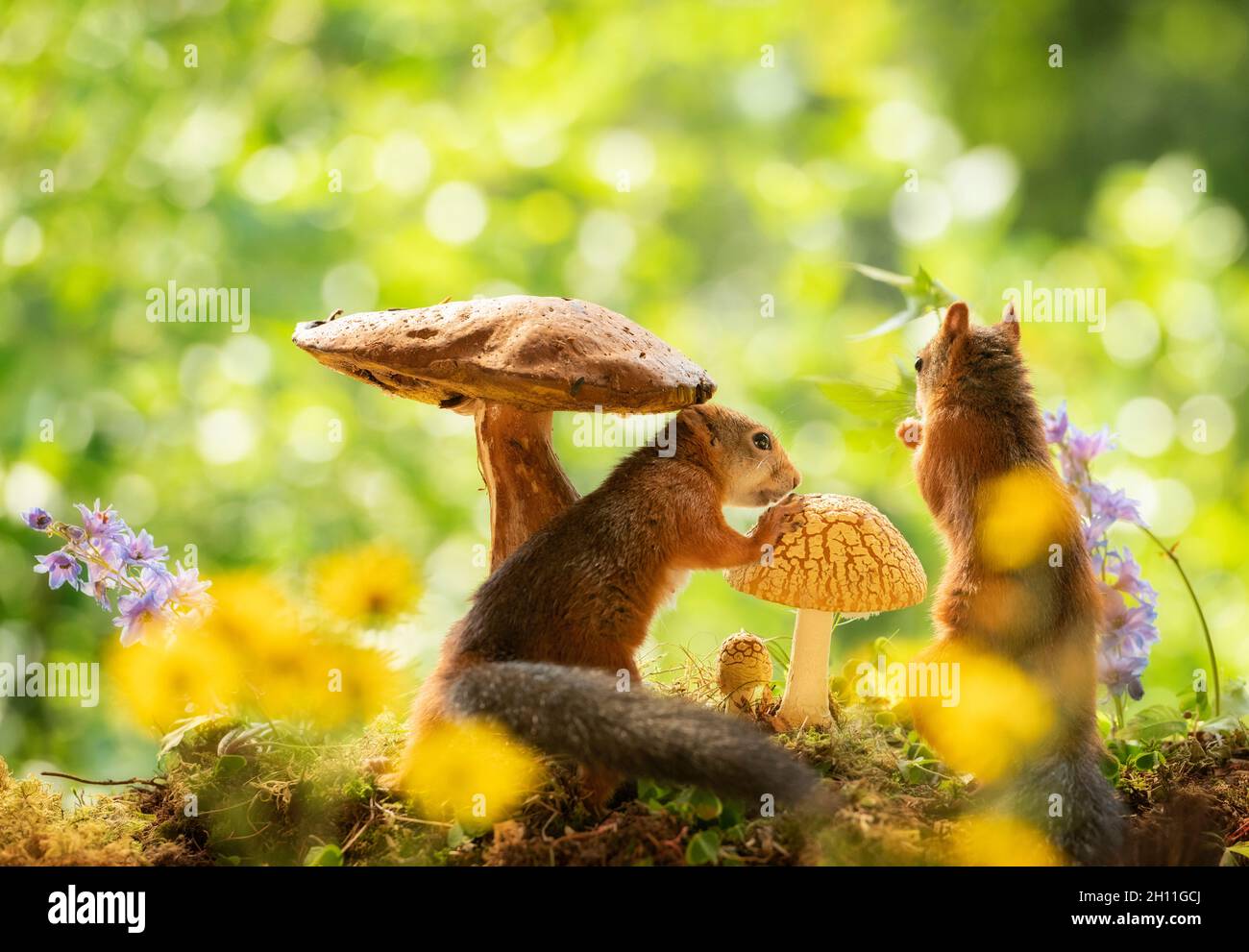 red squirrels are standing with mushrooms and flowers Stock Photo - Alamy