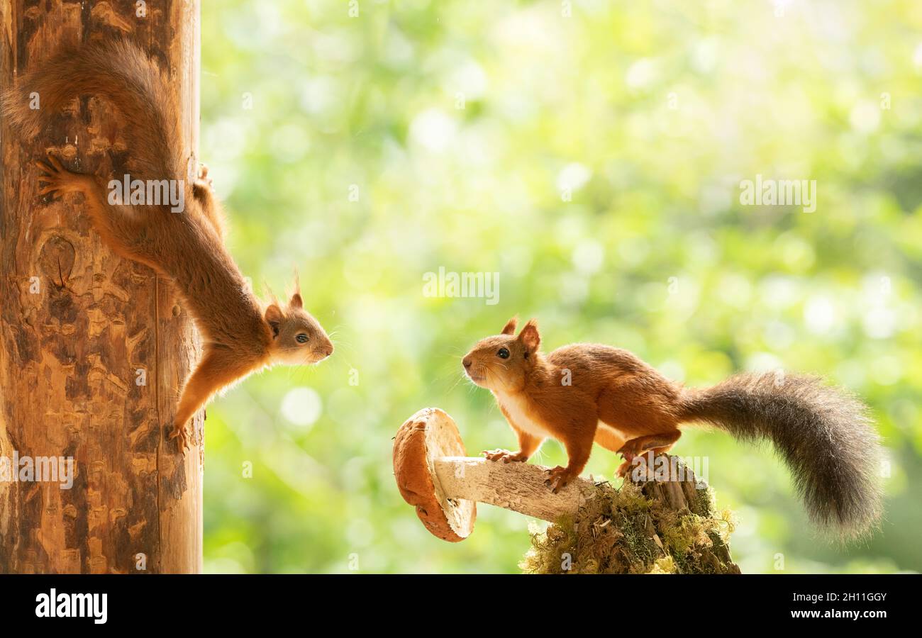 red squirrels are standing on mushroom and a tree Stock Photo - Alamy