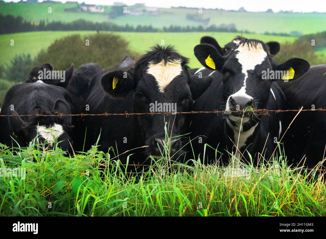 The many multi-colored cows of rural Ireland Stock Photo - Alamy