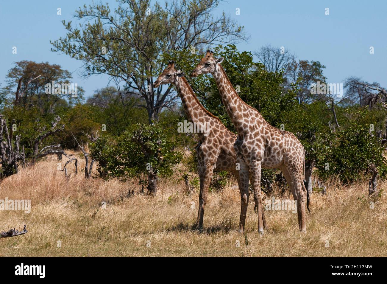 Alerted animals hi-res stock photography and images - Alamy