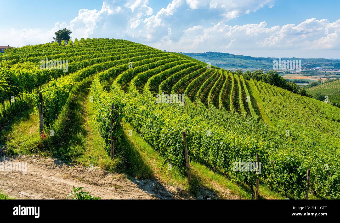 Beautiful hills and vineyards surrounding Barbaresco village in the ...