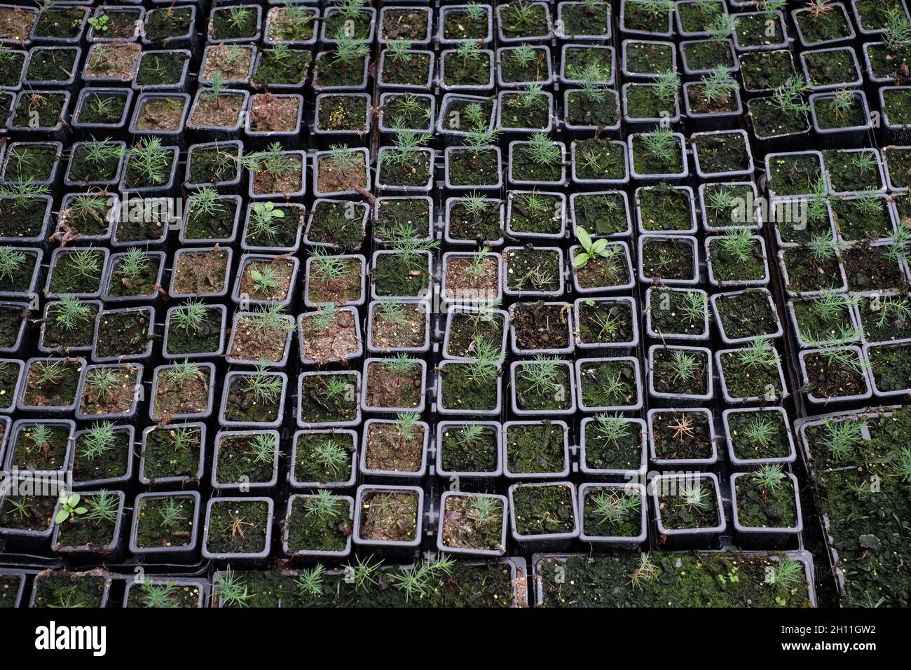 Seedlings from Plant propagation Stock Photo - Alamy