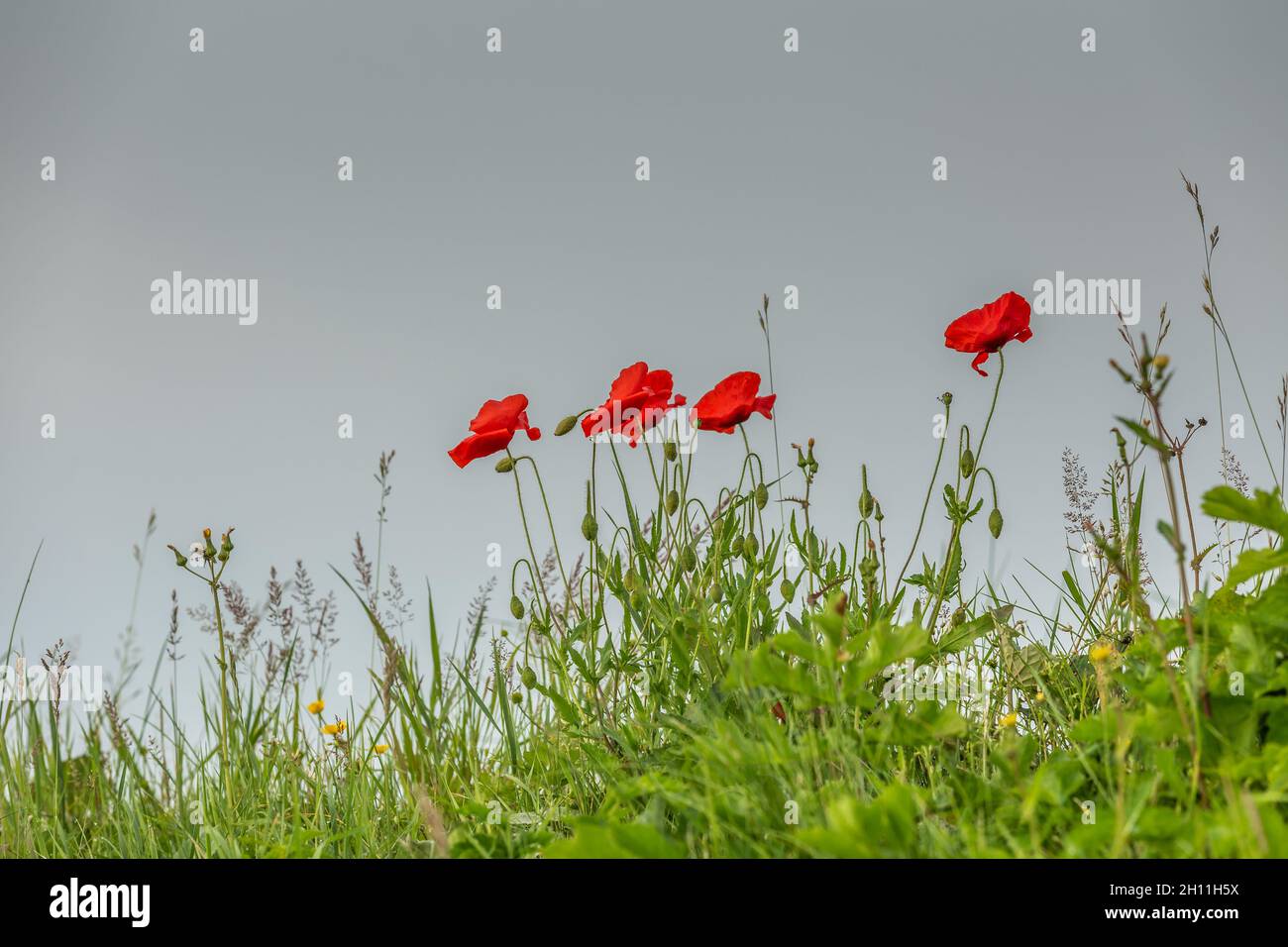 Close up of a beautiful bright red blooming Poppy, Papaver, with ...