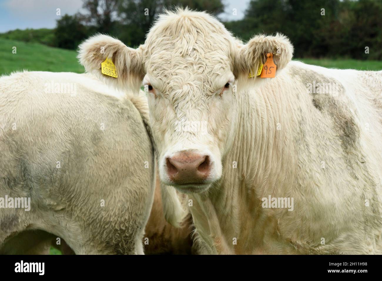 Furry white cow hi-res stock photography and images - Alamy