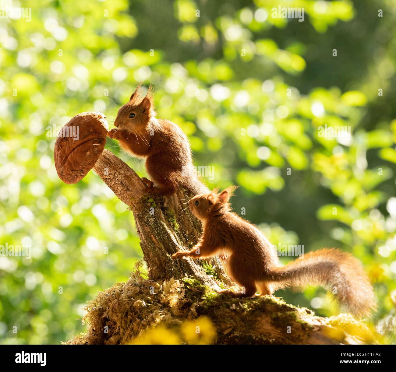 red squirrels are standing with mushrooms Stock Photo - Alamy